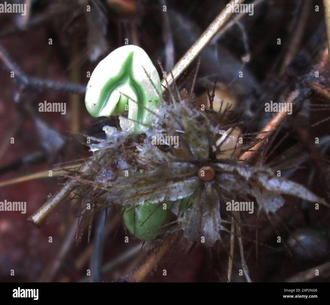 Surprise Packet (Blepharis maderaspatensis) Plantae Stock Photo - Alamy