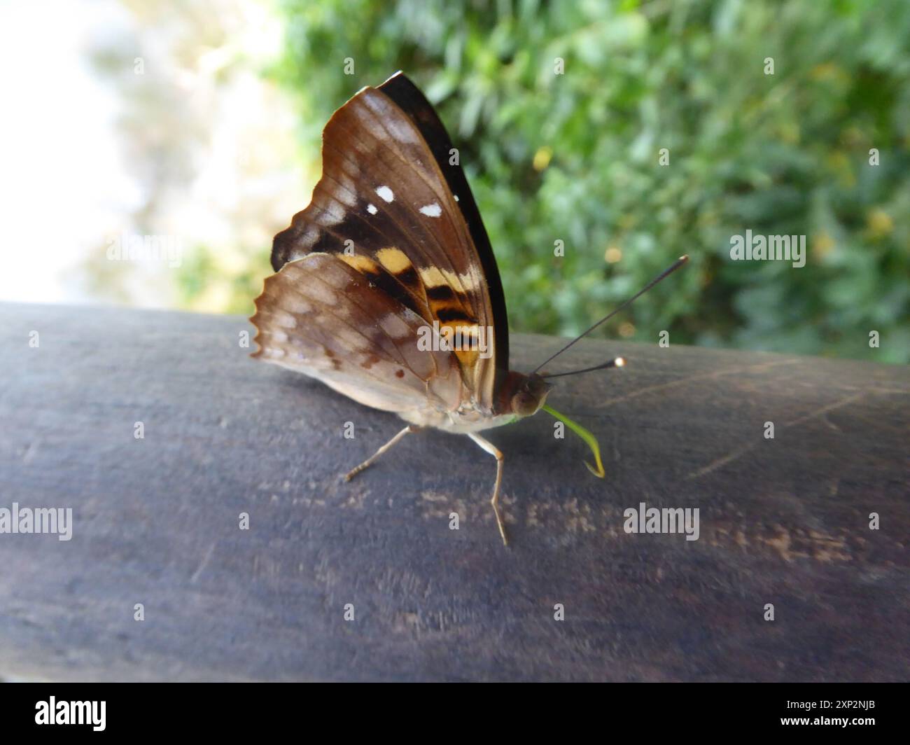 Agathina emperor hi-res stock photography and images - Alamy