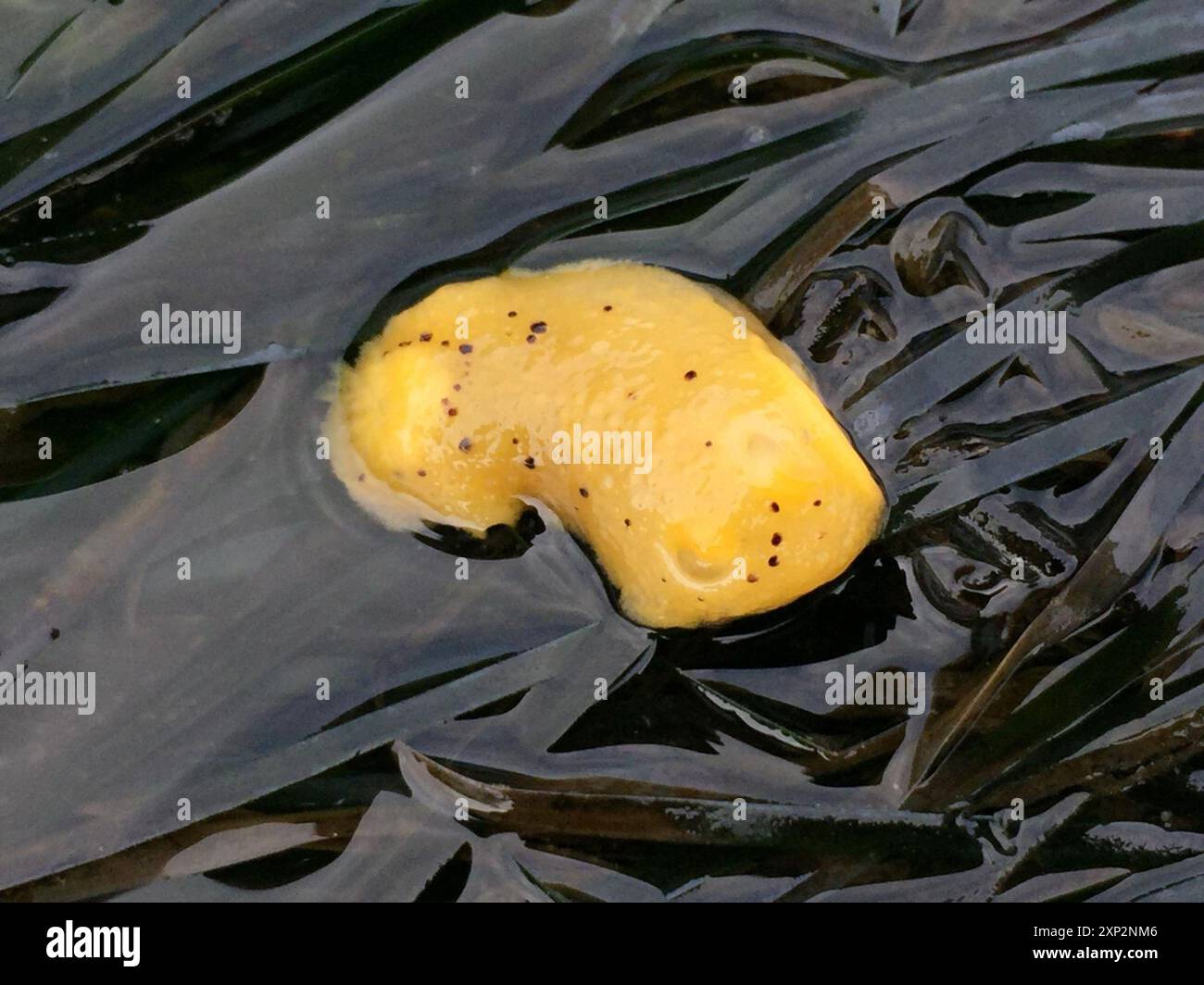 Monterey Dorid (Doris montereyensis) Mollusca Stock Photo - Alamy