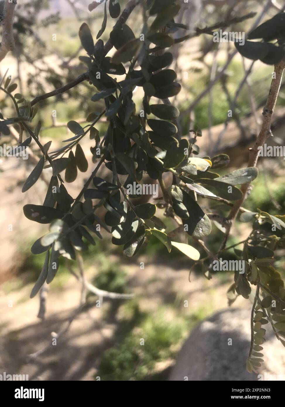 desert ironwood (Olneya tesota) Plantae Stock Photo - Alamy