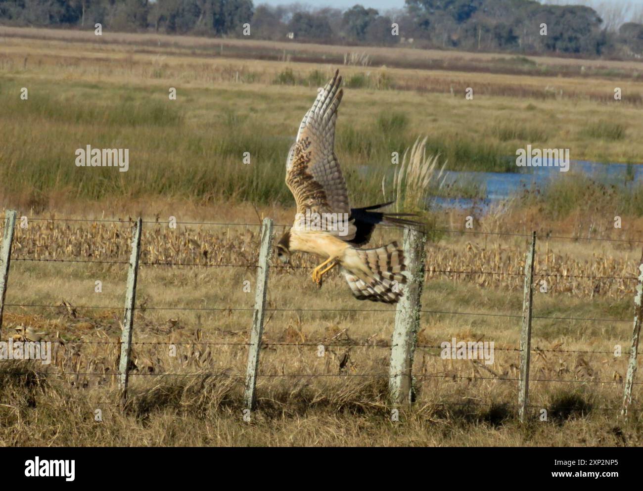 Long-winged Harrier (Circus buffoni) Aves Stock Photo - Alamy