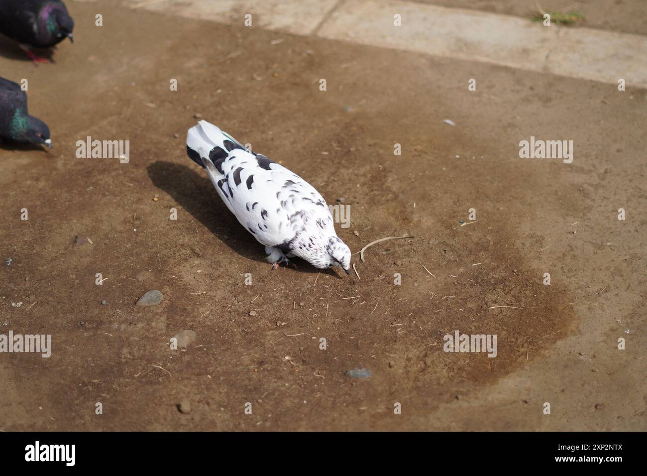 White pigeon with black dots standing on the ground during the day ...
