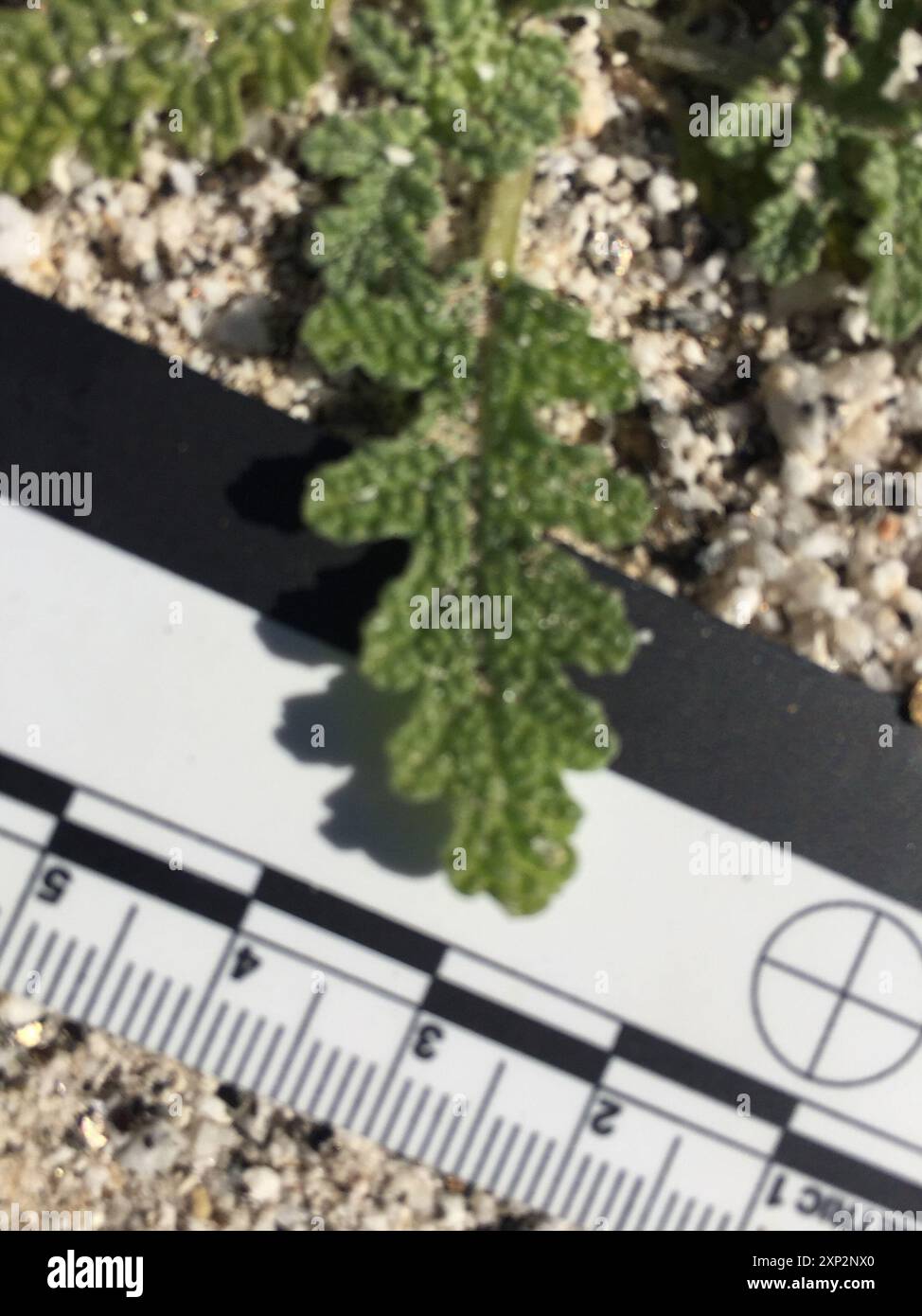 Chia (Salvia columbariae) Plantae Stock Photo - Alamy