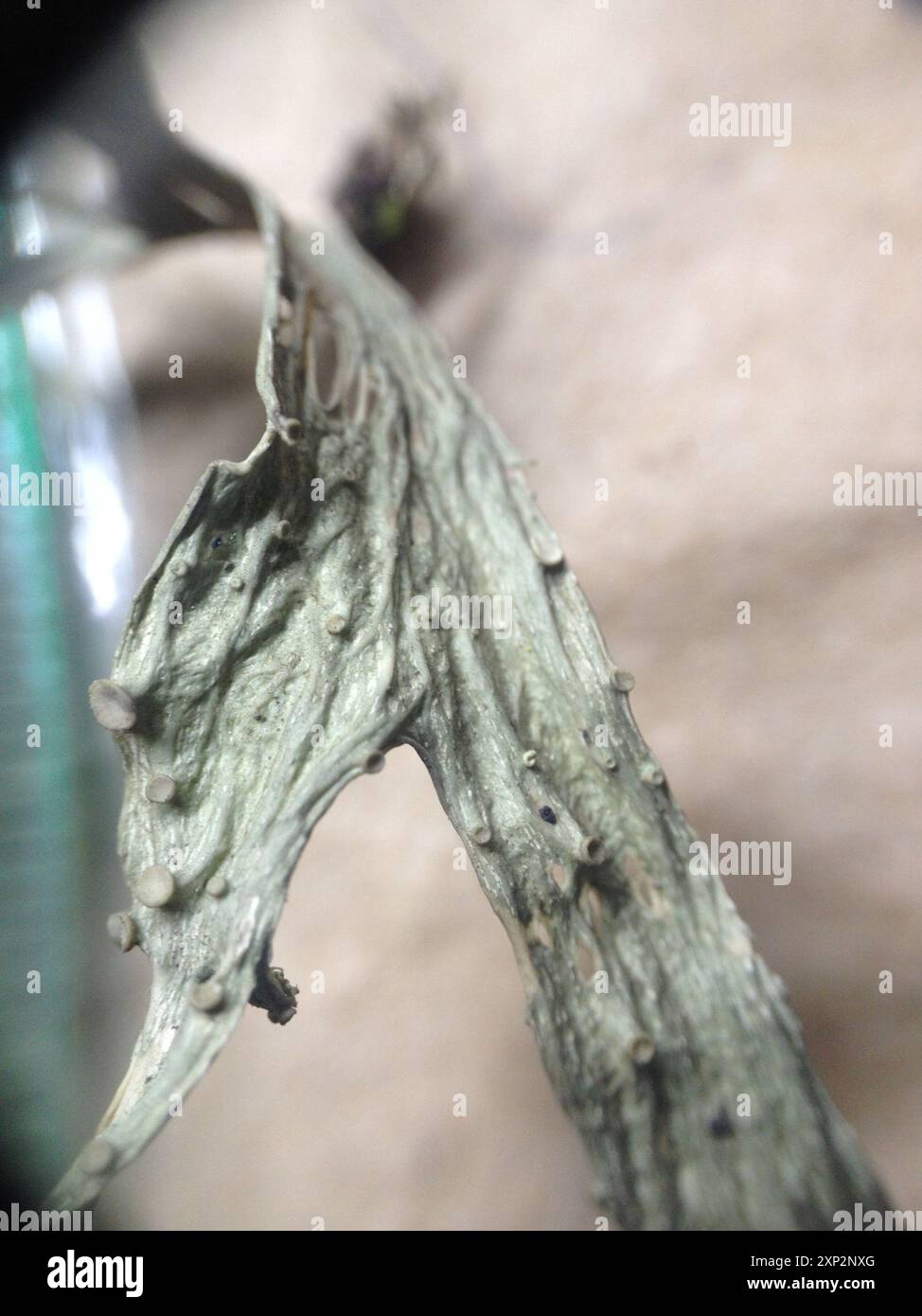 cartilage lichen (Ramalina celastri) Fungi Stock Photo - Alamy