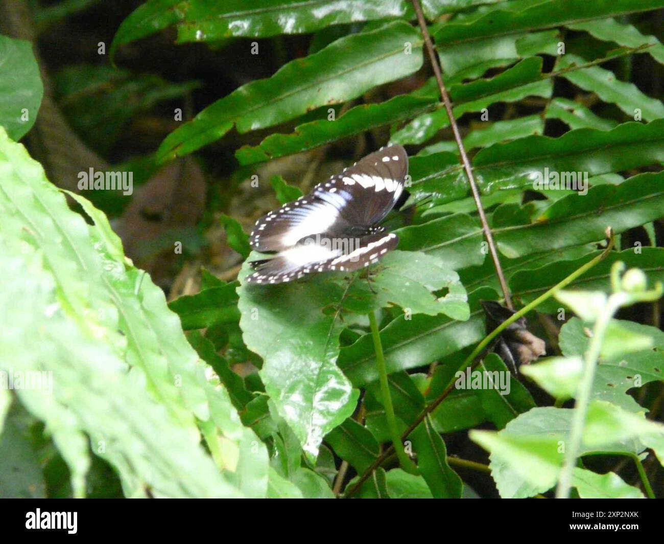 Hypolimnas salmacis hi-res stock photography and images - Alamy