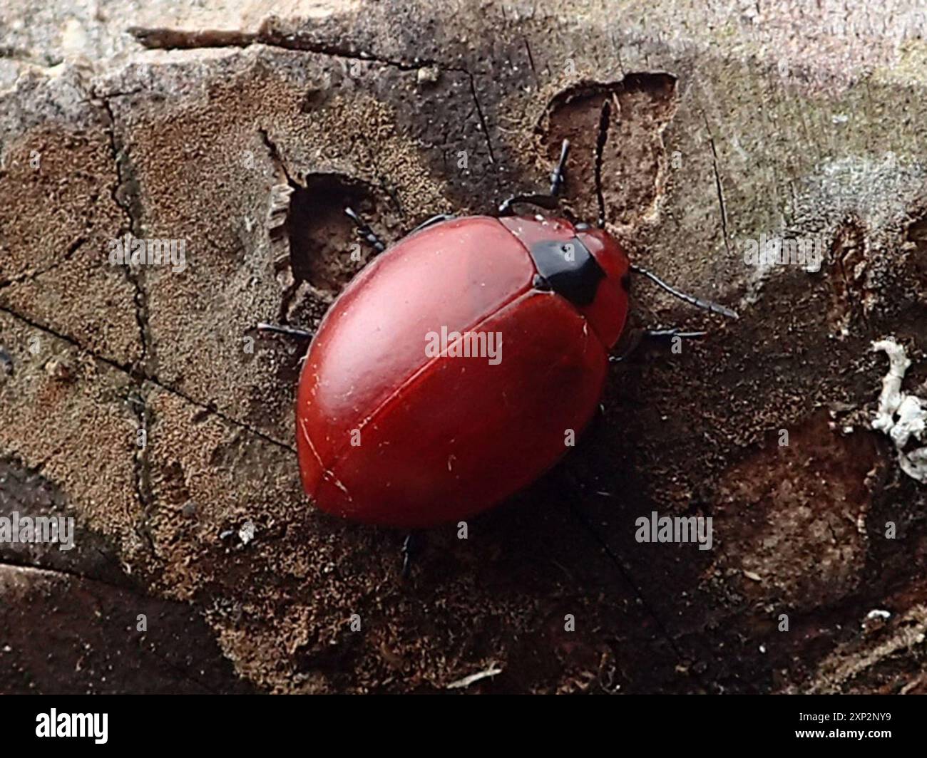(Aegithus cardinalis) Insecta Stock Photo - Alamy