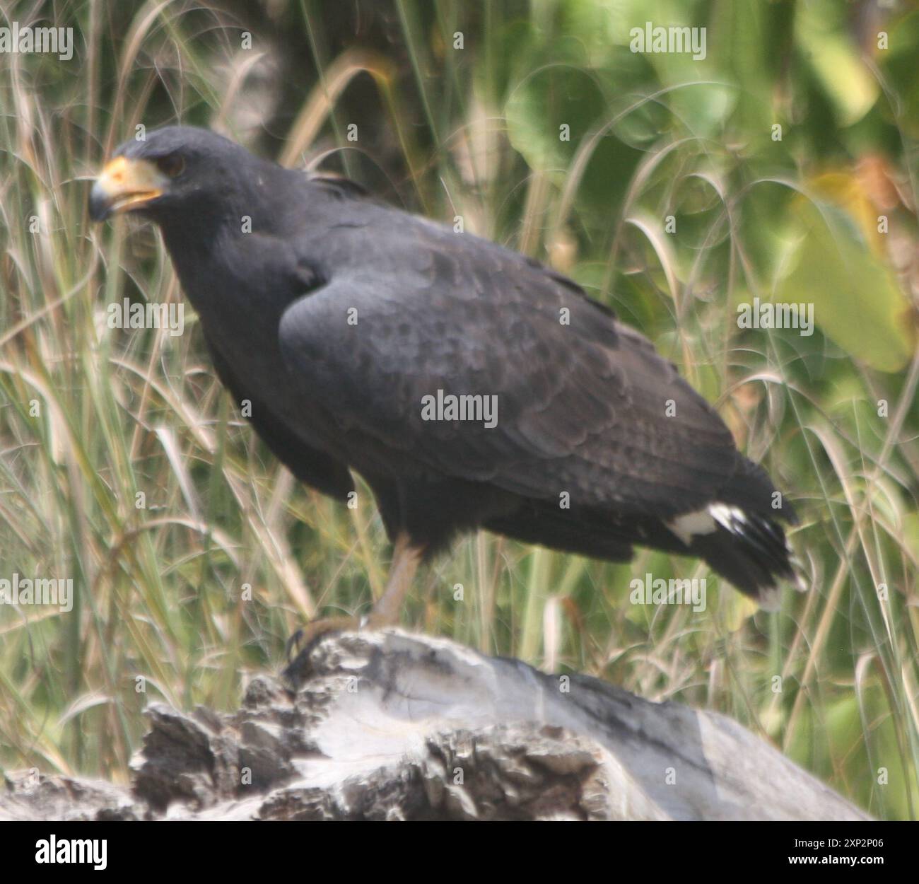 Common Black Hawk (Buteogallus anthracinus) Aves Stock Photo - Alamy