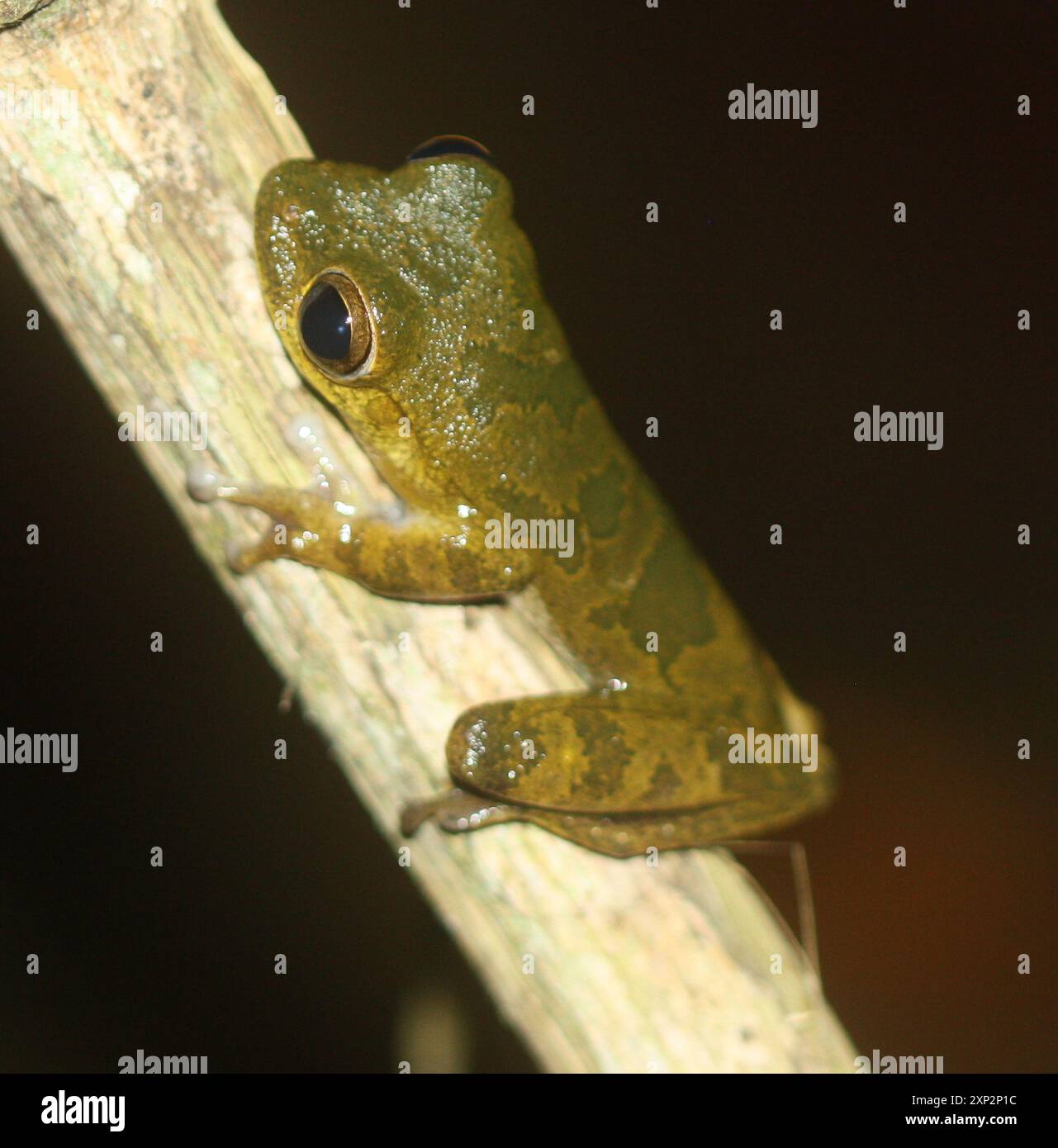 Drab tree frog hi-res stock photography and images - Alamy