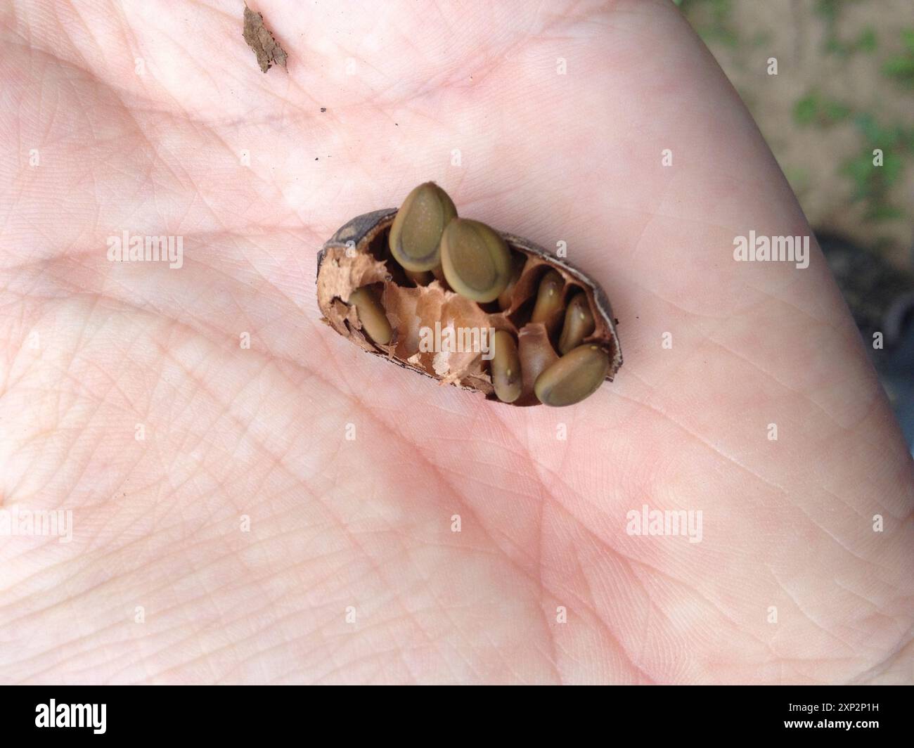 Caven Thorn (Vachellia caven) Plantae Stock Photo - Alamy