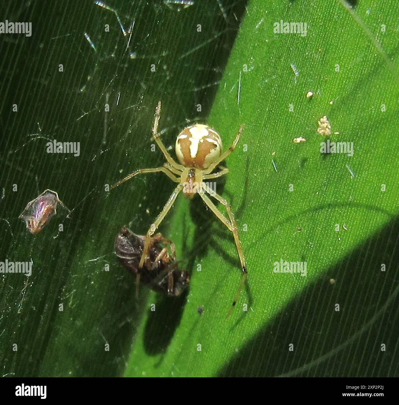 Typical Cobweb Spiders (Theridion) Arachnida Stock Photo - Alamy