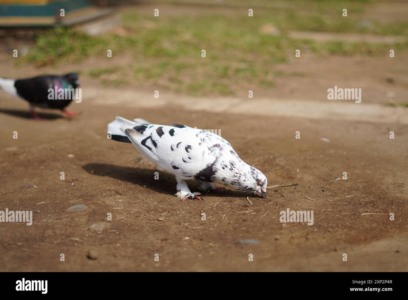 White pigeon with black dots standing on the ground during the day ...