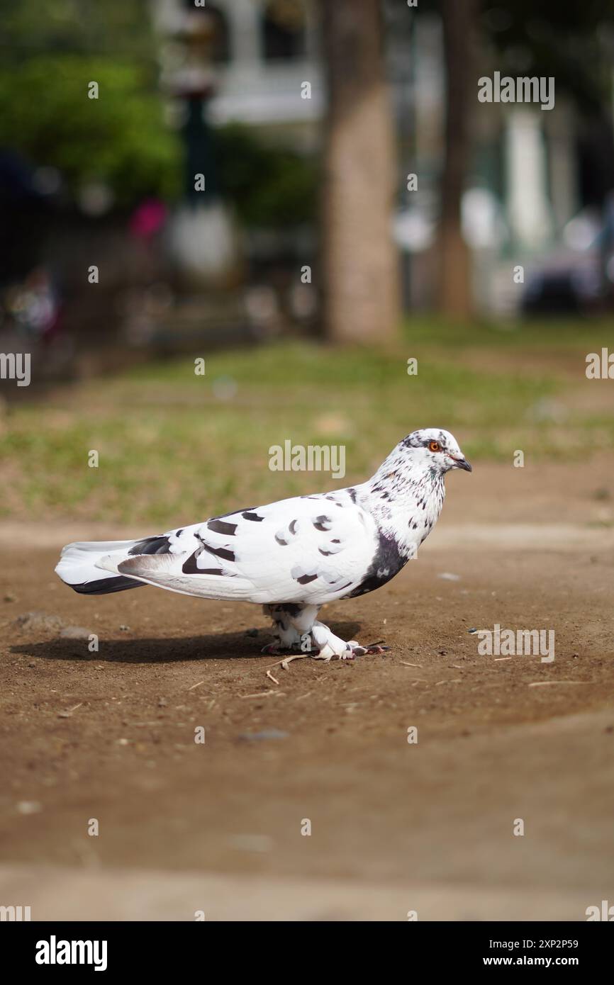 White pigeon with black dots standing on the ground during the day ...
