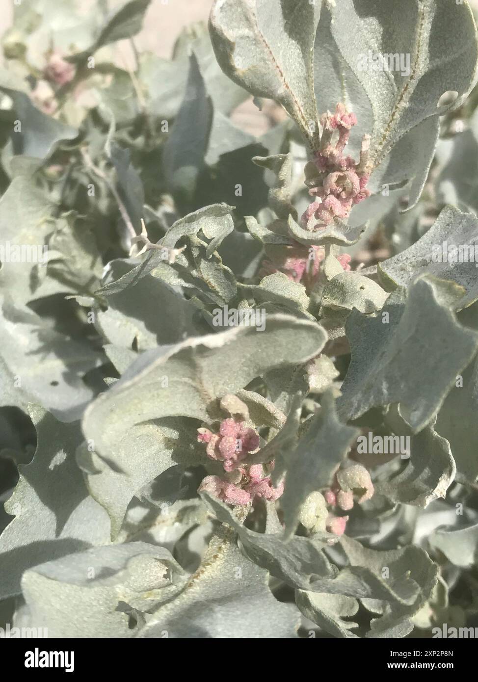 Desert Holly (Atriplex hymenelytra) Plantae Stock Photo - Alamy