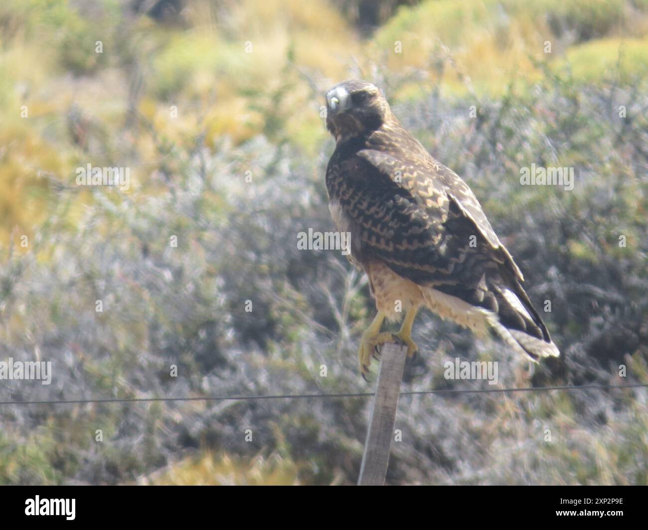 Variable Hawk (Geranoaetus polyosoma) Aves Stock Photo - Alamy