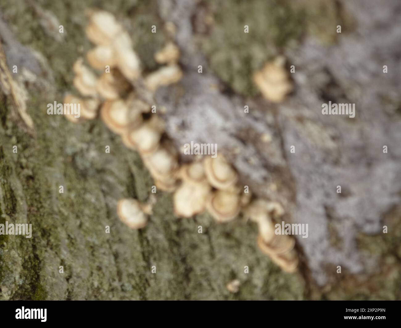 shelf fungi (Polyporales) Fungi Stock Photo - Alamy