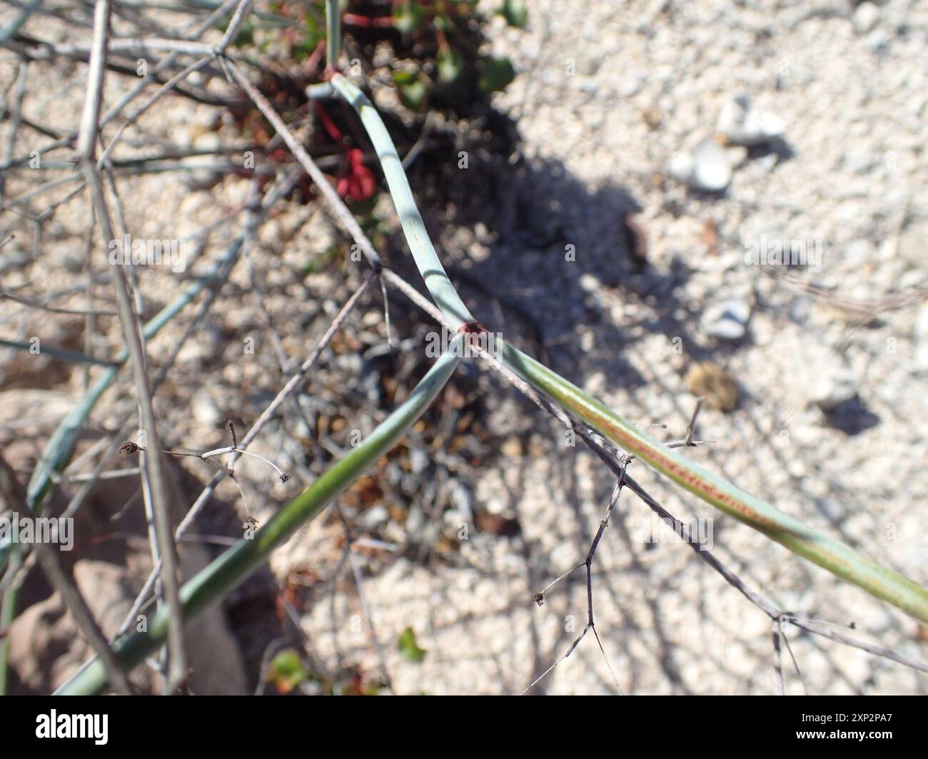 Desert Trumpet (Eriogonum inflatum) Plantae Stock Photo - Alamy