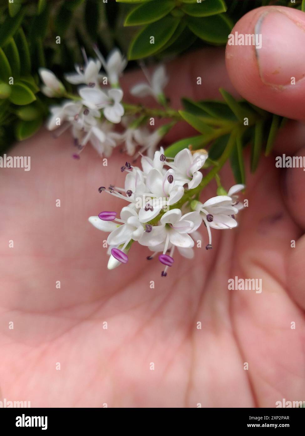 Boxleaf Hebe (Veronica odora) Plantae Stock Photo - Alamy
