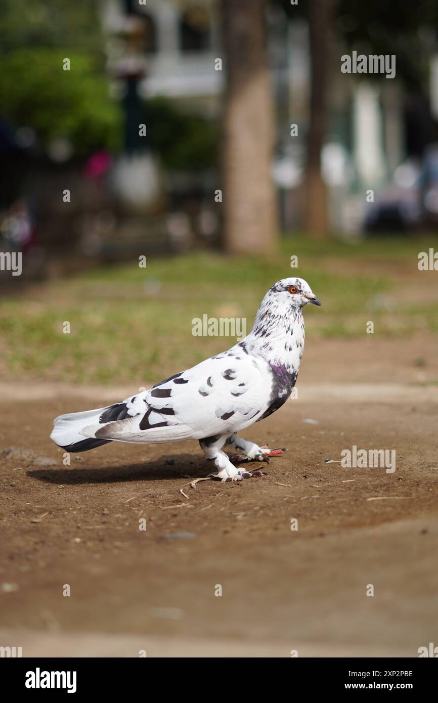 White pigeon with black dots standing on the ground during the day ...