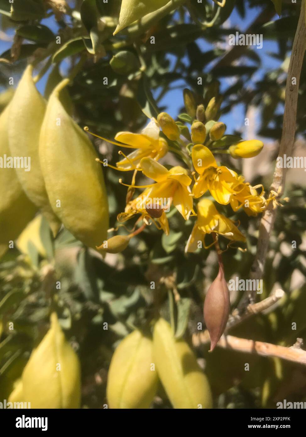 Bladderpod (Cleomella arborea) Plantae Stock Photo - Alamy