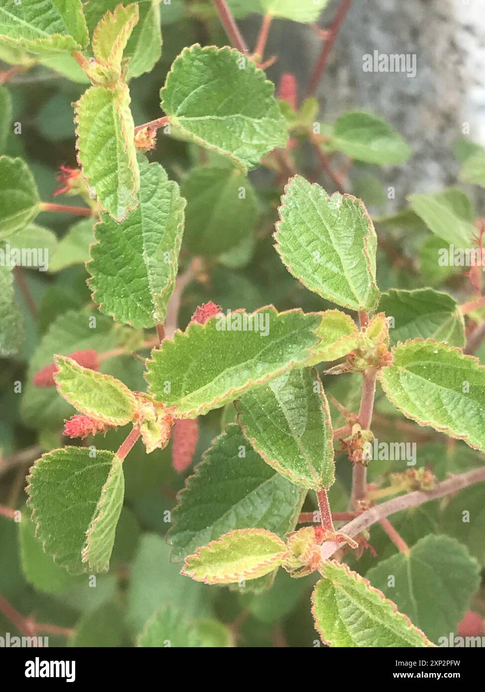 California Copperleaf (Acalypha californica) Plantae Stock Photo - Alamy