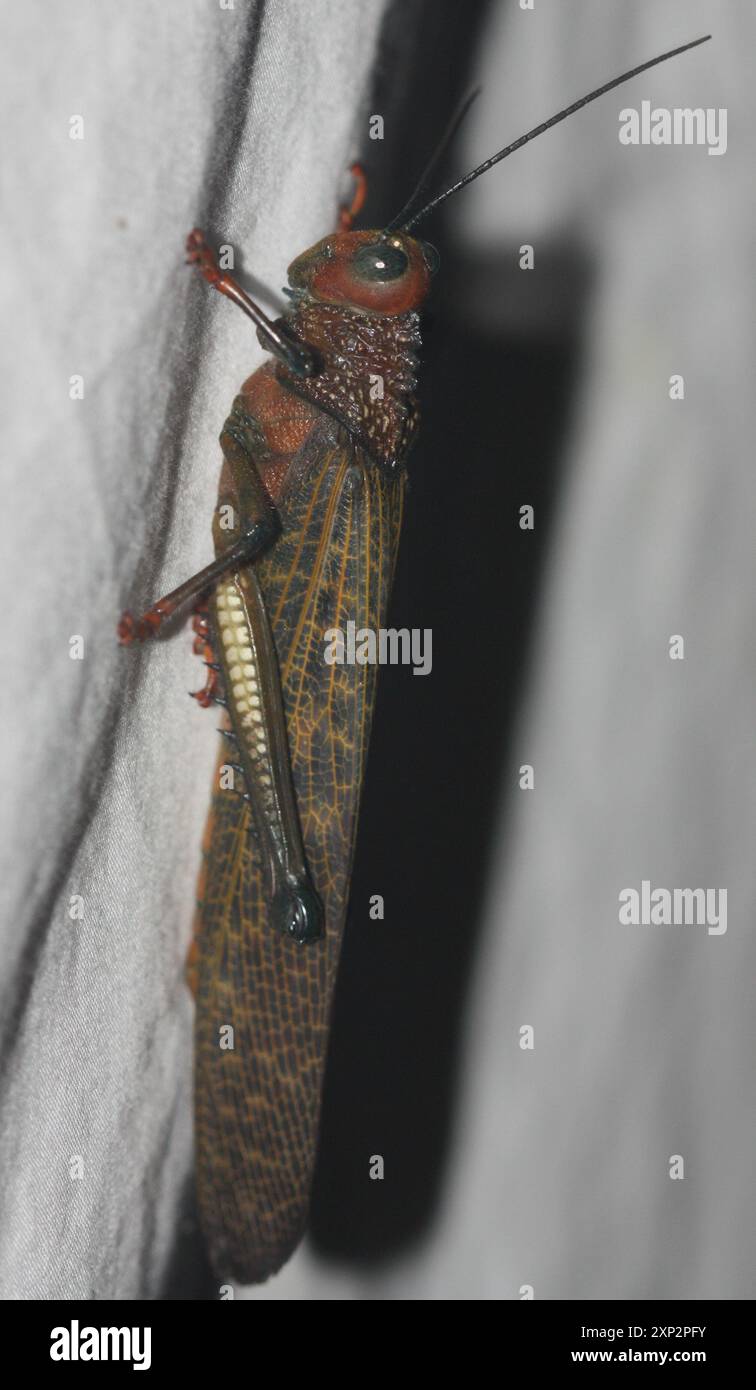 giant red-winged grasshopper (Tropidacris cristata) Insecta Stock Photo ...