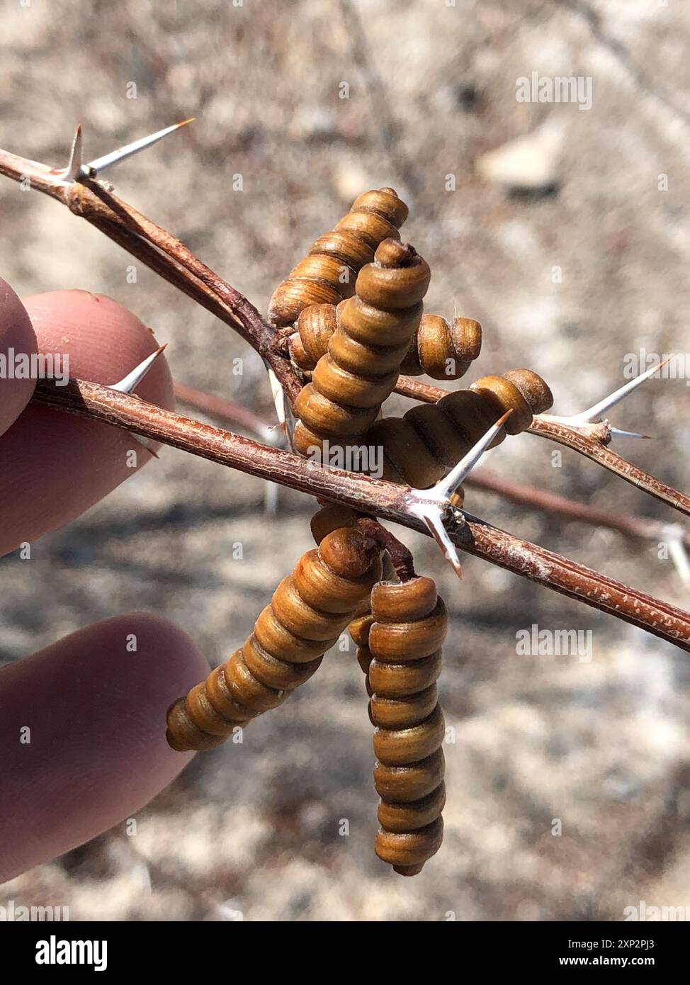 screwbean (Strombocarpa pubescens) Plantae Stock Photo - Alamy