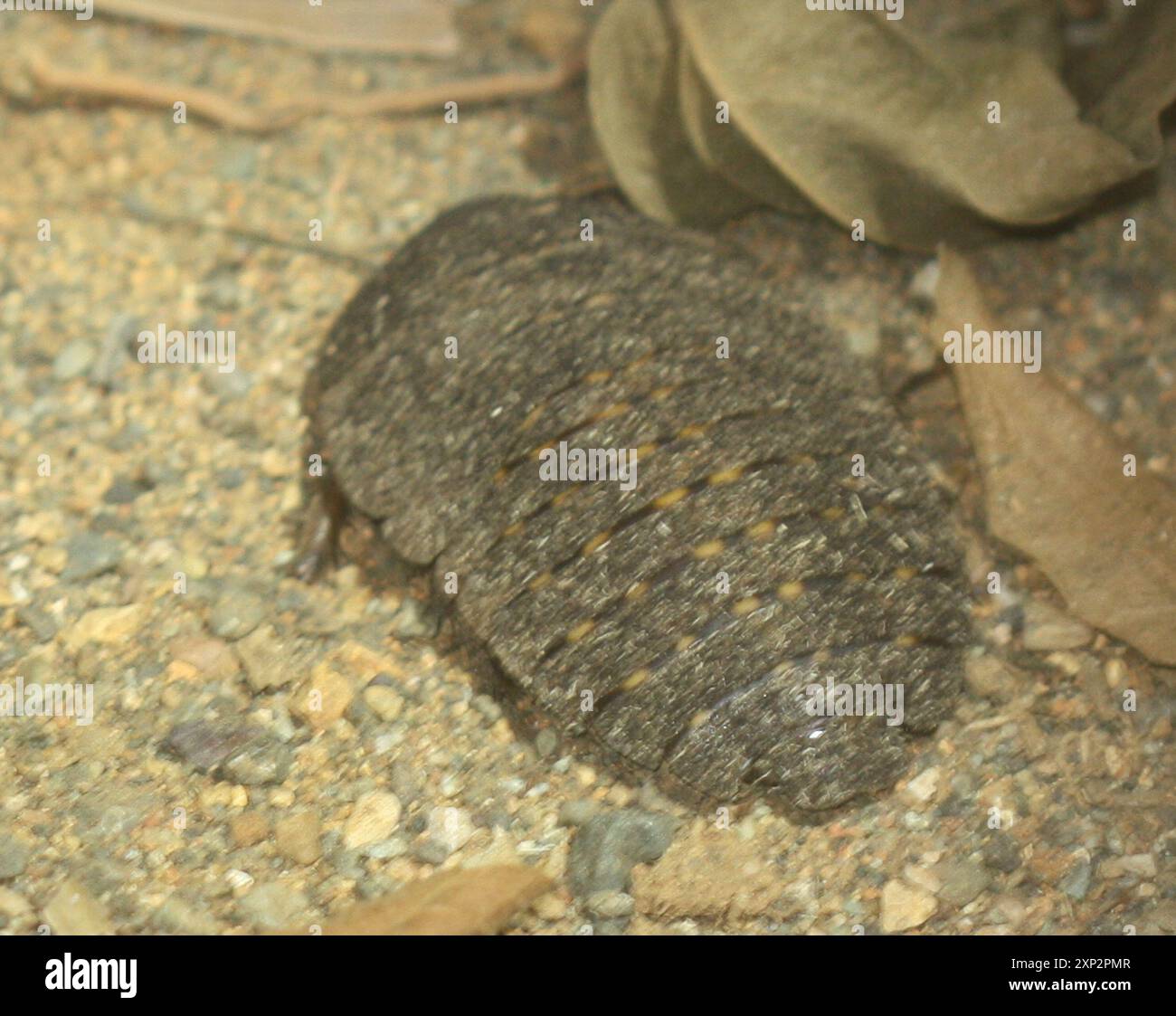 Giant Cockroaches (Blaberidae) Insecta Stock Photo - Alamy