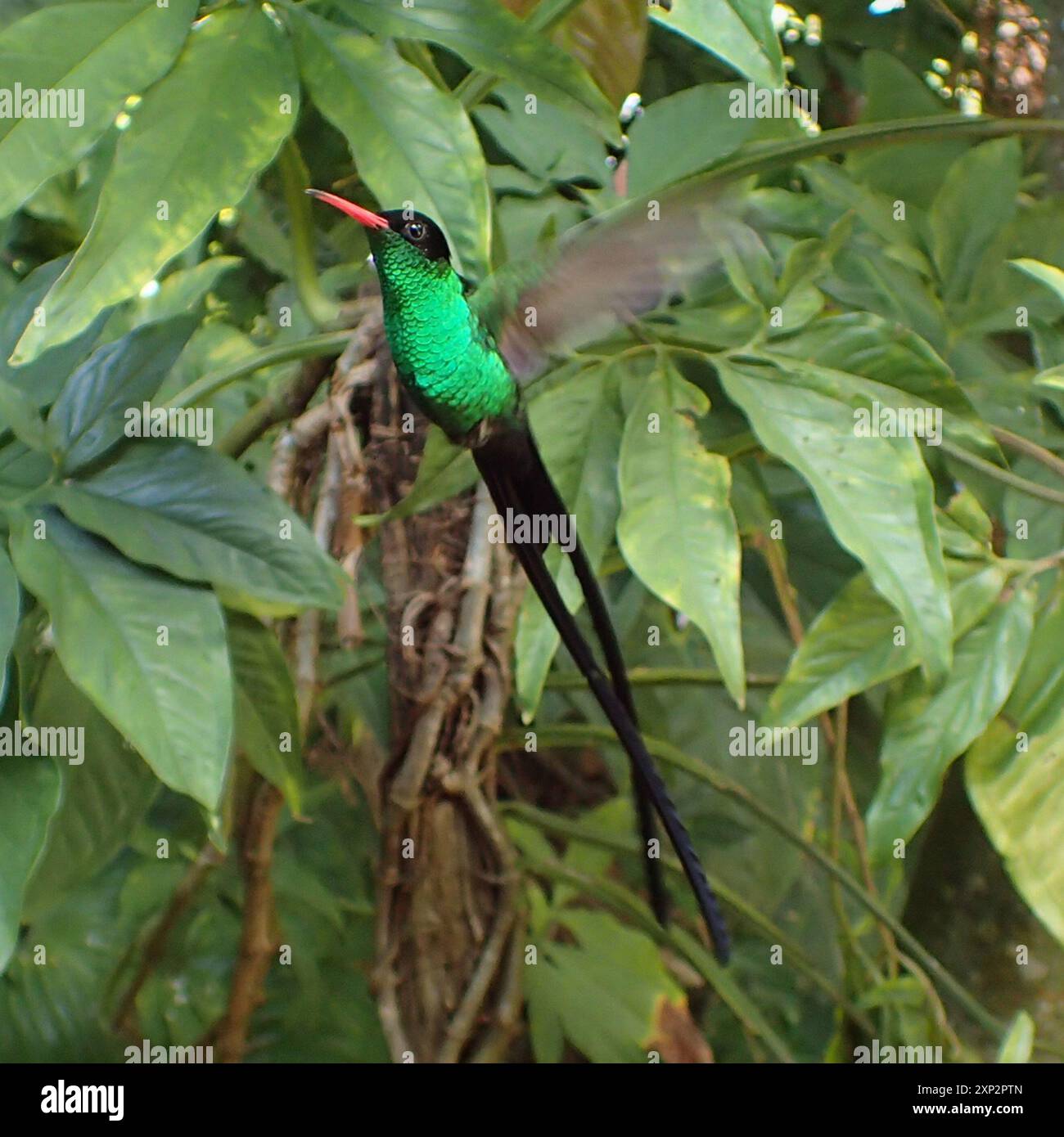 Red-billed Streamertail (Trochilus polytmus) Aves Stock Photo - Alamy