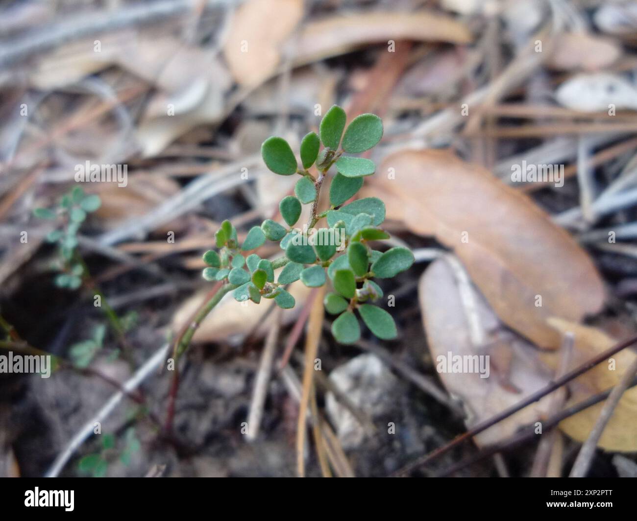 deervetch (Acmispon) Plantae Stock Photo - Alamy