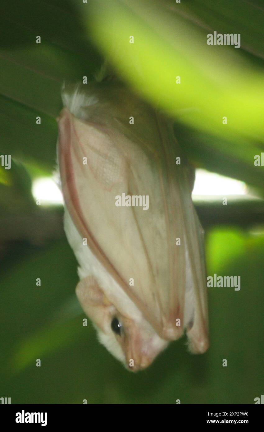 Diclidurus albus hi-res stock photography and images - Alamy