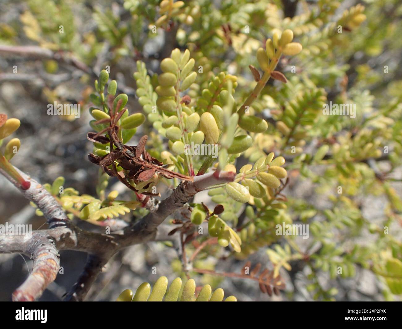 elephant tree (Bursera microphylla) Plantae Stock Photo - Alamy
