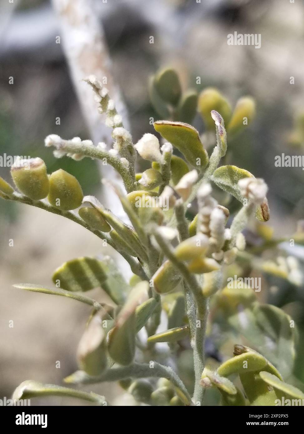 desert ironwood (Olneya tesota) Plantae Stock Photo - Alamy