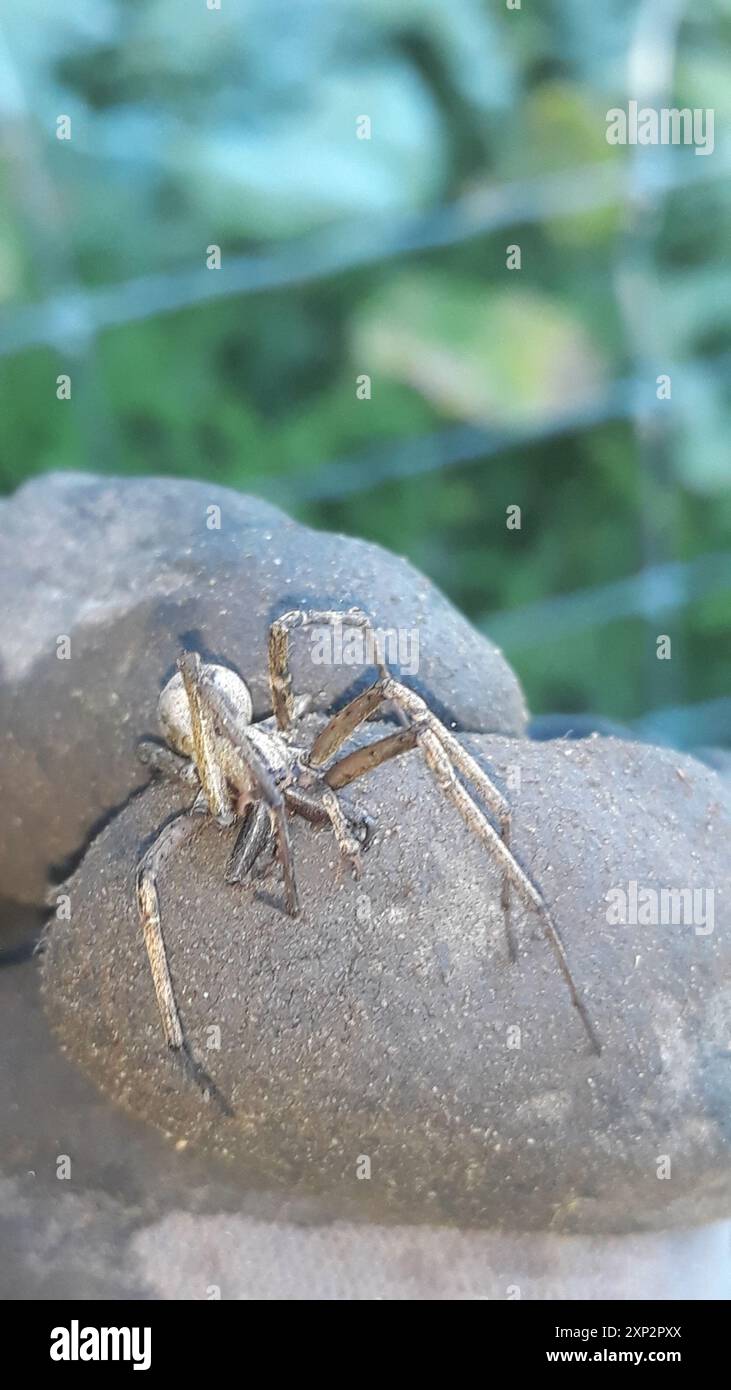 Sheetweb Spiders (Cambridgea) Arachnida Stock Photo - Alamy