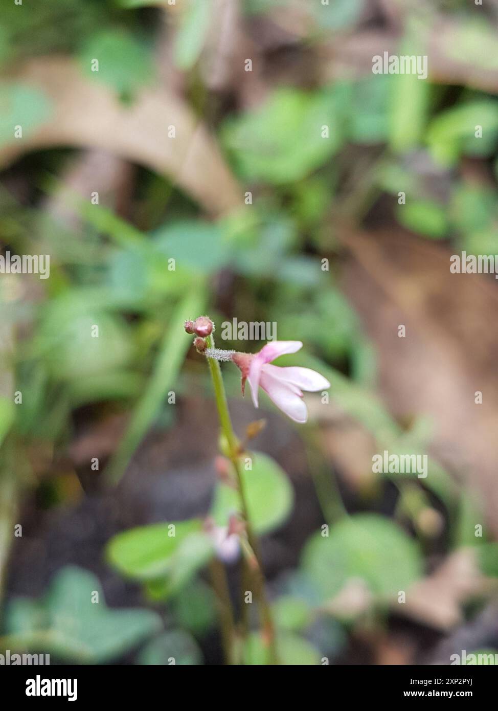 slender tick-trefoil (Desmodium varians) Plantae Stock Photo - Alamy