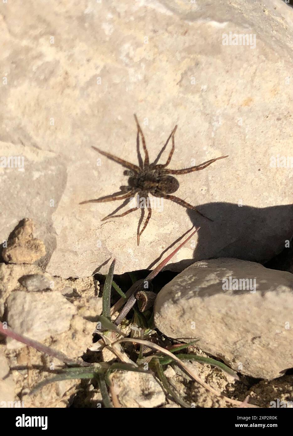 Thin-legged Wolf Spiders (Pardosa) Arachnida Stock Photo - Alamy