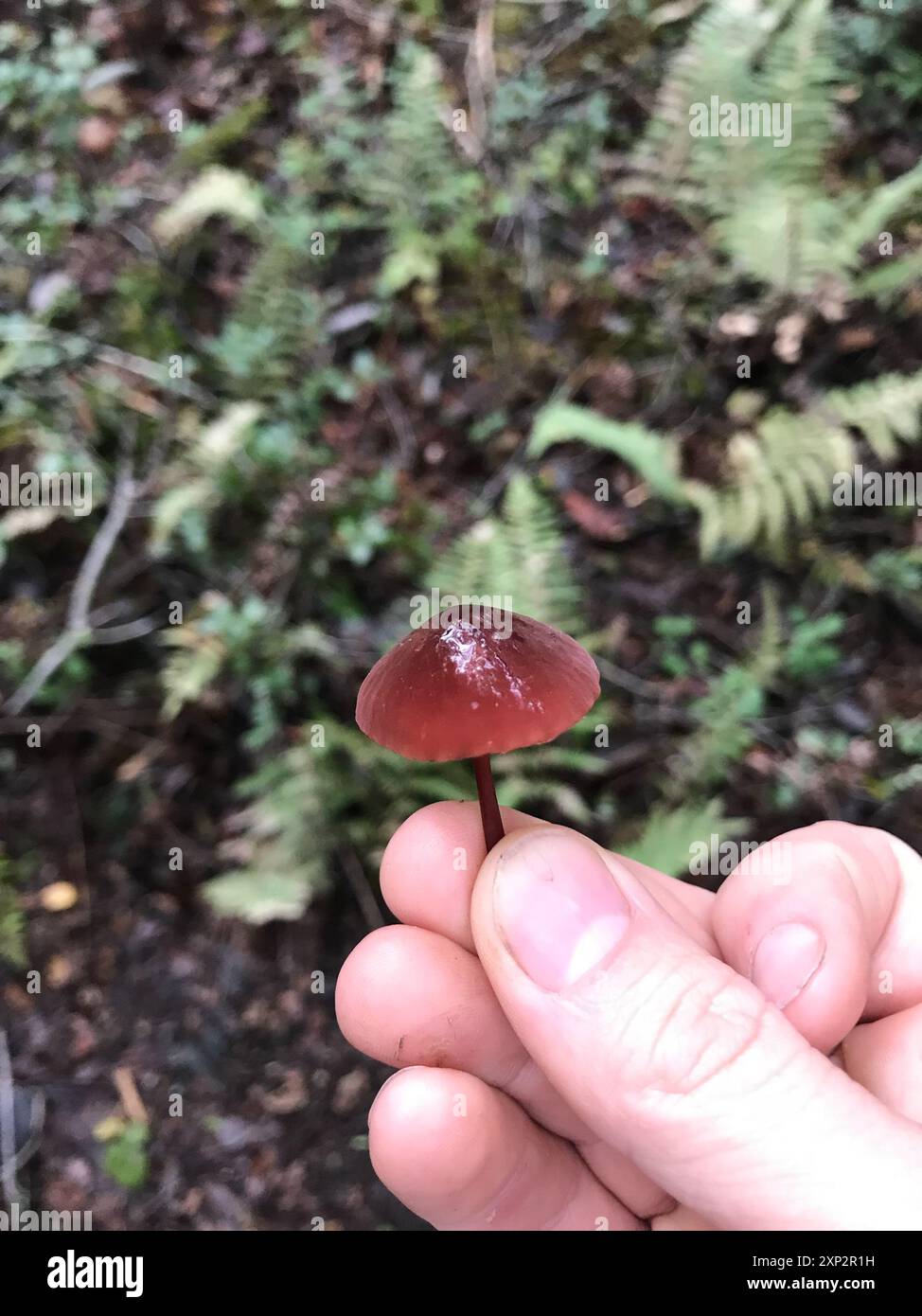 red pinwheel (Marasmius plicatulus) Fungi Stock Photo - Alamy