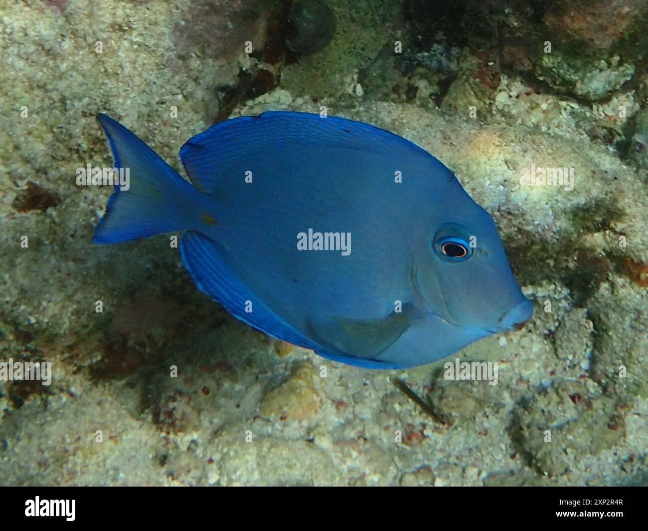 Atlantic Blue Tang (Acanthurus coeruleus) Actinopterygii Stock Photo ...