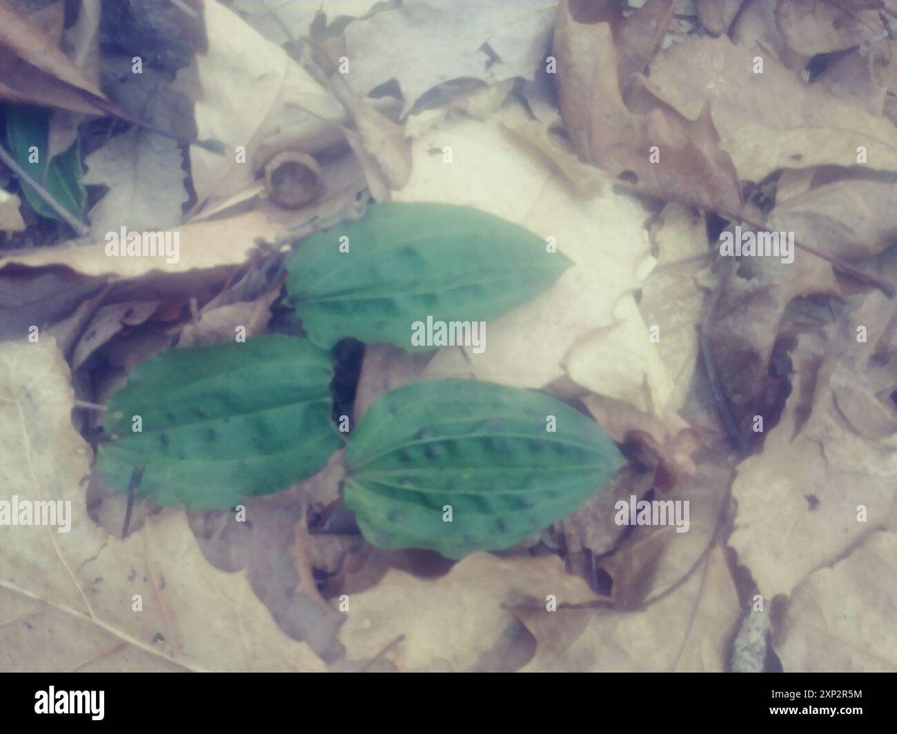 crane-fly orchid (Tipularia discolor) Plantae Stock Photo - Alamy