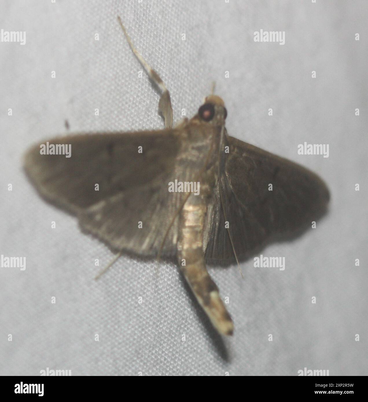 Pearl Moths (Spilomelinae) Insecta Stock Photo - Alamy