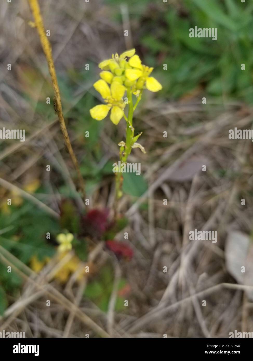 annual bastard cabbage (Rapistrum rugosum) Plantae Stock Photo - Alamy