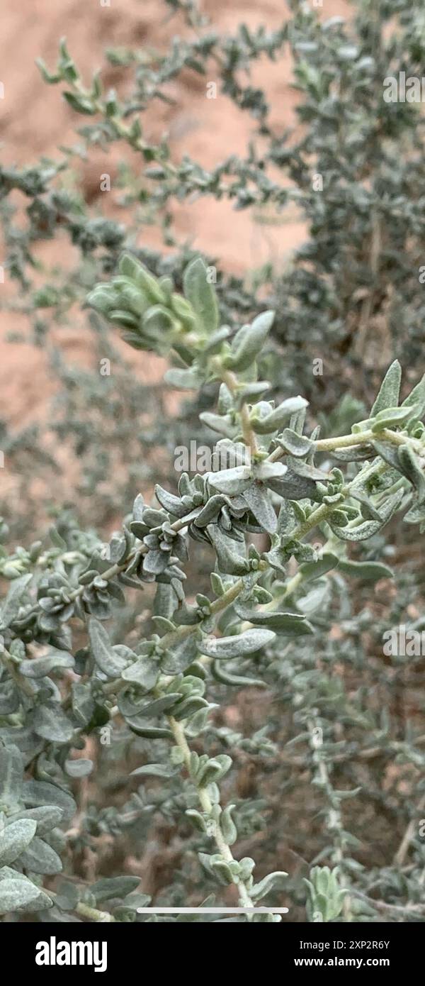 Cattle Saltbush (Atriplex polycarpa) Plantae Stock Photo - Alamy