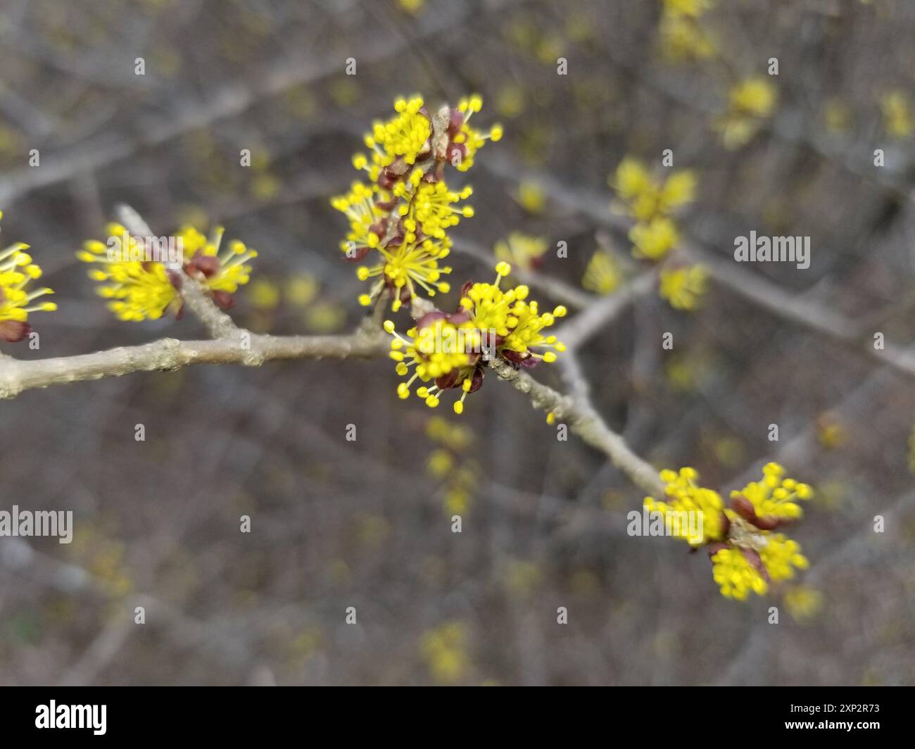Stretchberry (Forestiera pubescens) Plantae Stock Photo - Alamy