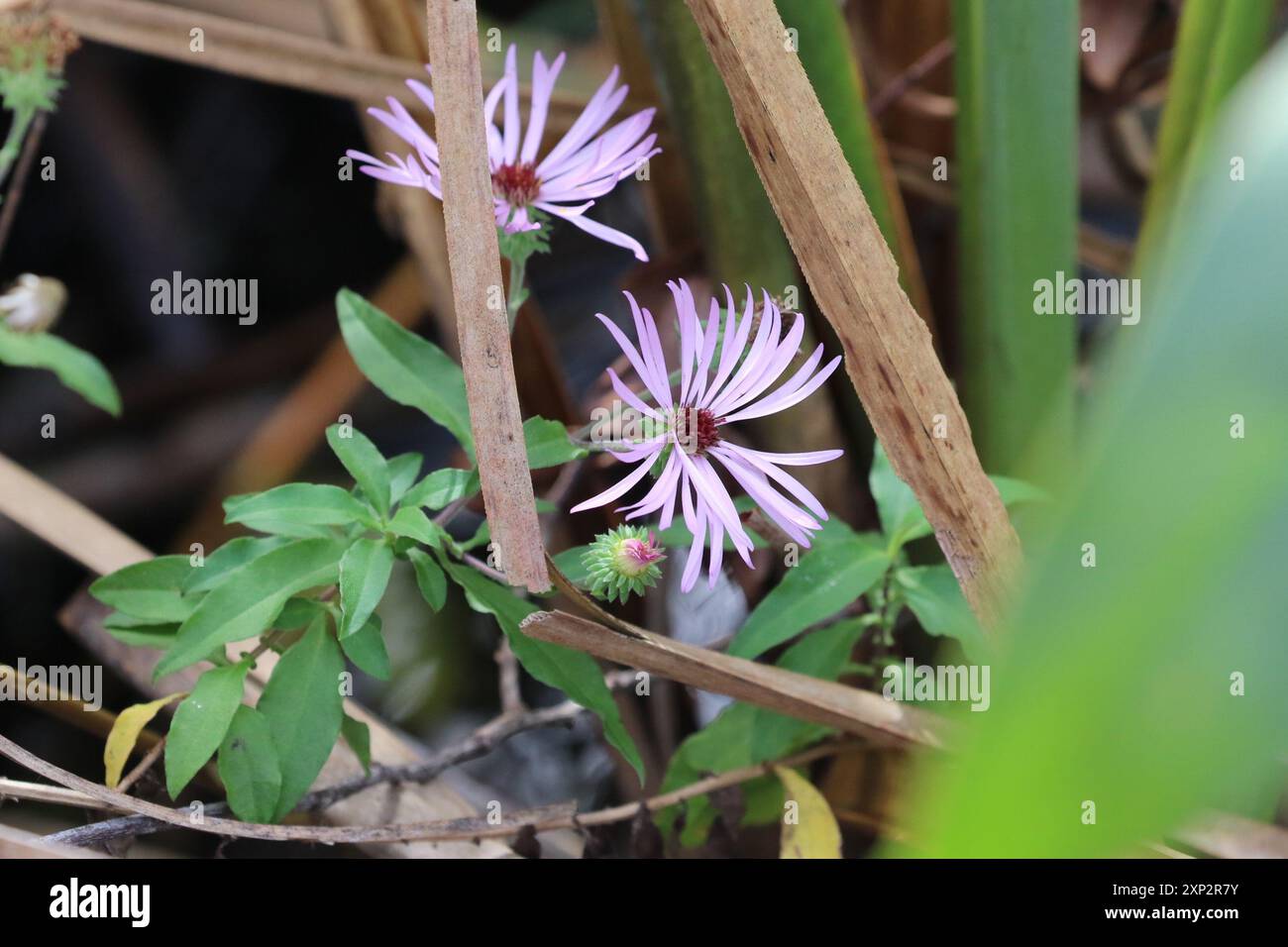 Aster carolinianus hi-res stock photography and images - Alamy