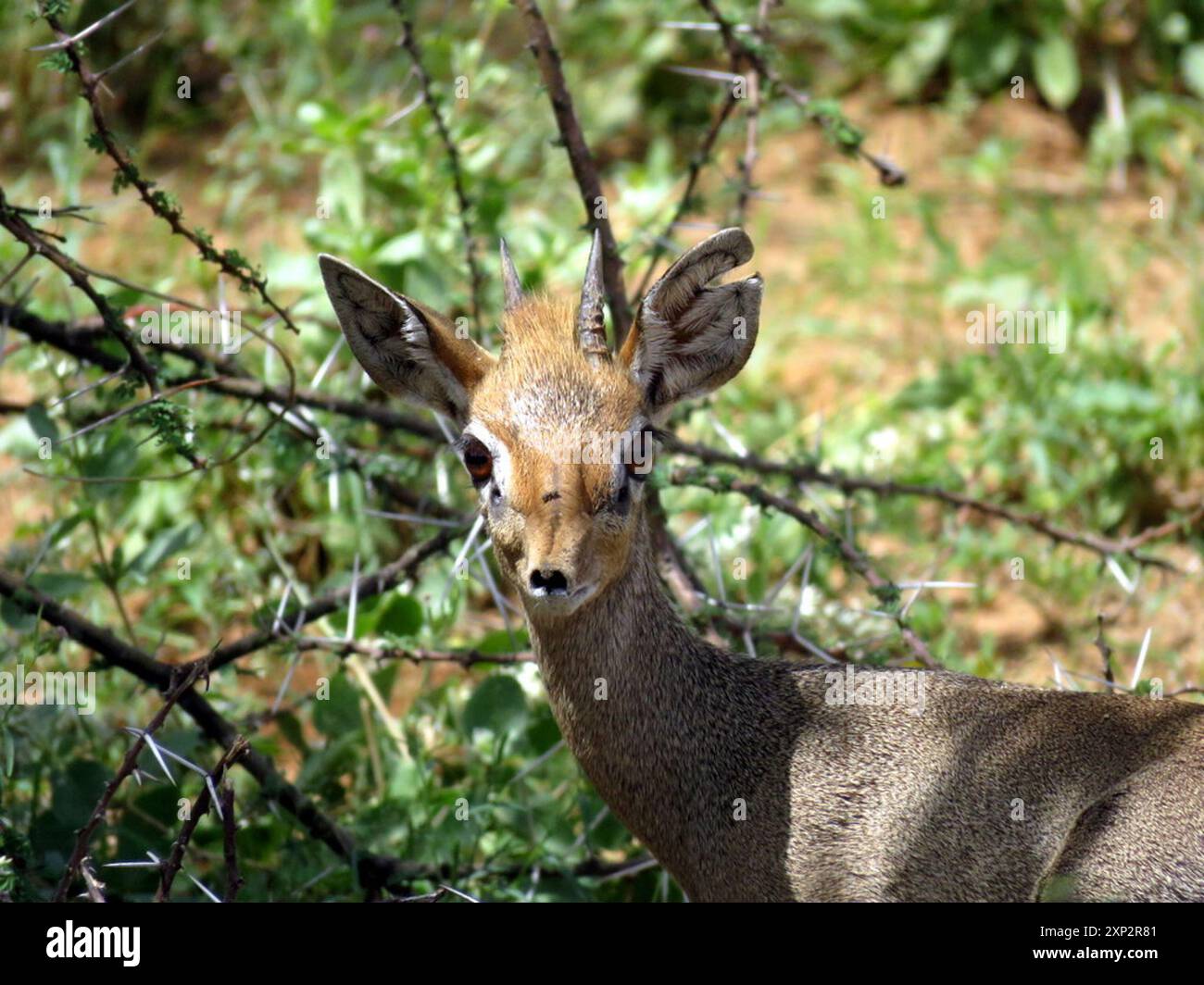 Kirk's Dik-dik (Madoqua kirkii) Mammalia Stock Photo - Alamy