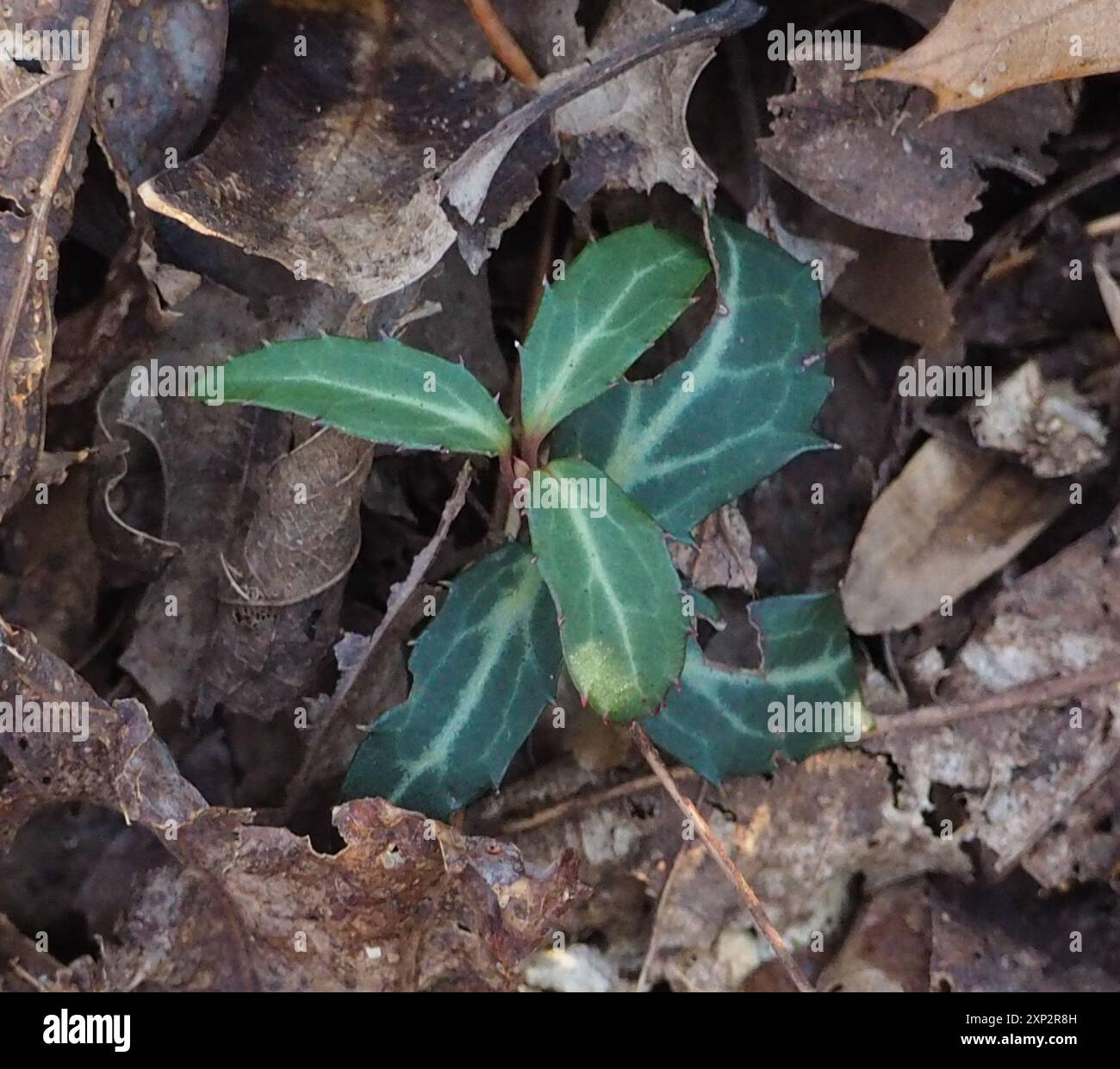 striped wintergreen (Chimaphila maculata) Plantae Stock Photo - Alamy