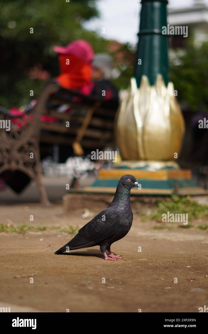 Black pigeon hi-res stock photography and images - Alamy