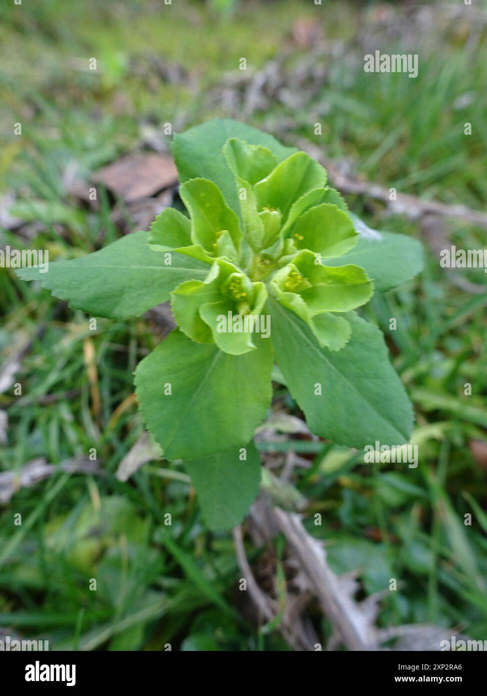 Sun spurge (Euphorbia helioscopia) Plantae Stock Photo - Alamy
