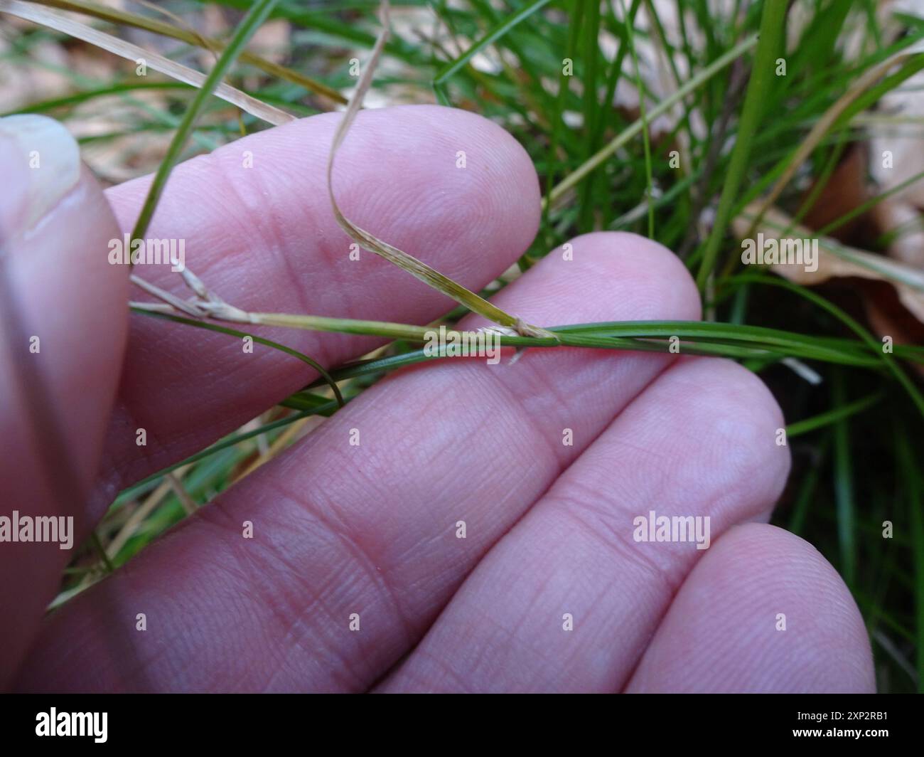 Remote Sedge (Carex remota) Plantae Stock Photo - Alamy