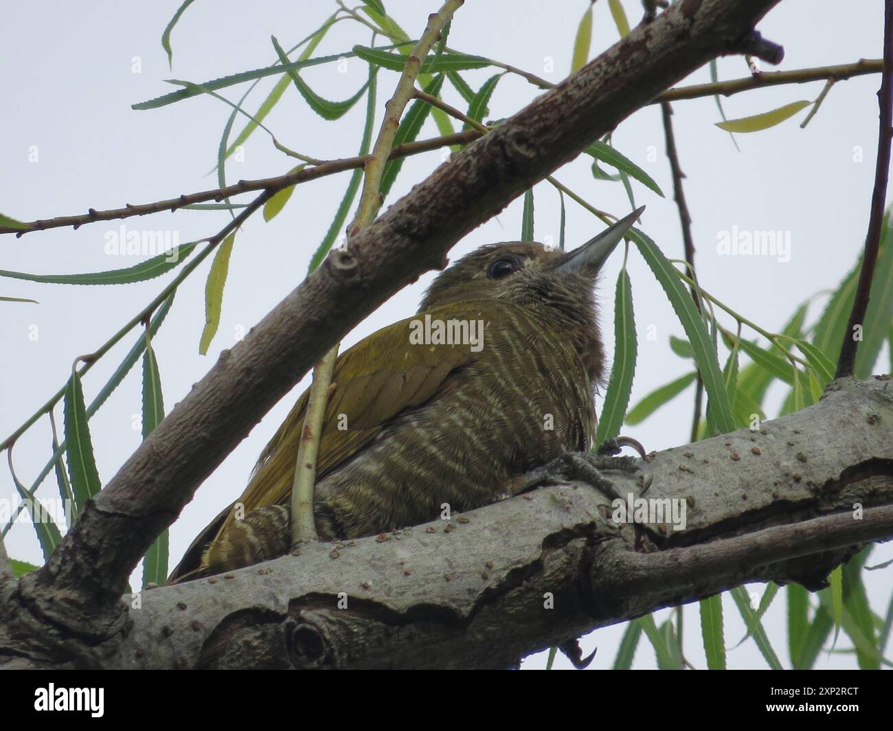 Little Woodpecker (Dryobates passerinus) Aves Stock Photo - Alamy