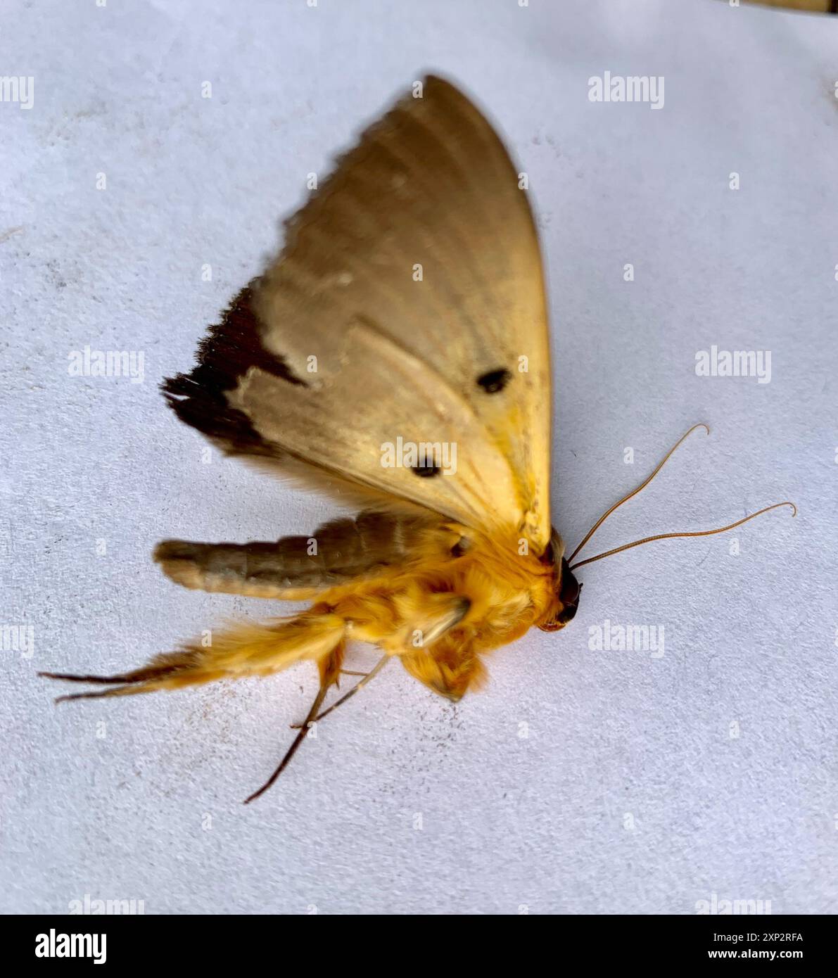 Southern Moon Moth (Dasypodia selenophora) Insecta Stock Photo - Alamy